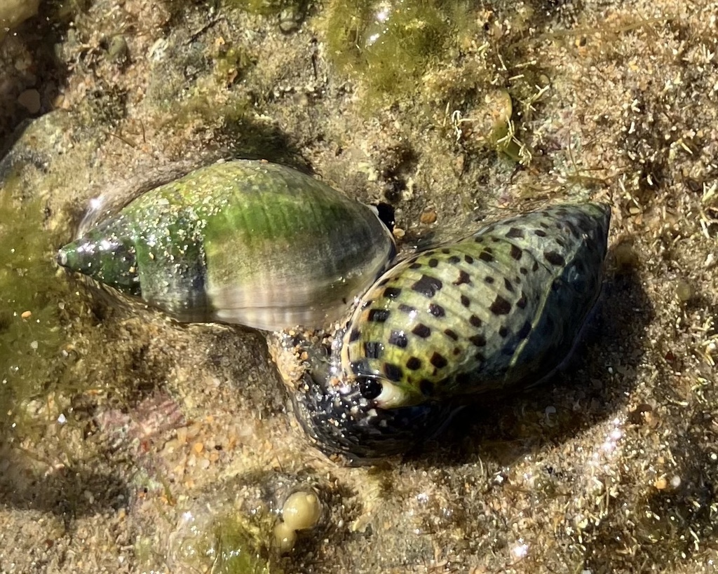Lineated cominella from Port Phillip, Queenscliff, VIC, AU on March 18 ...