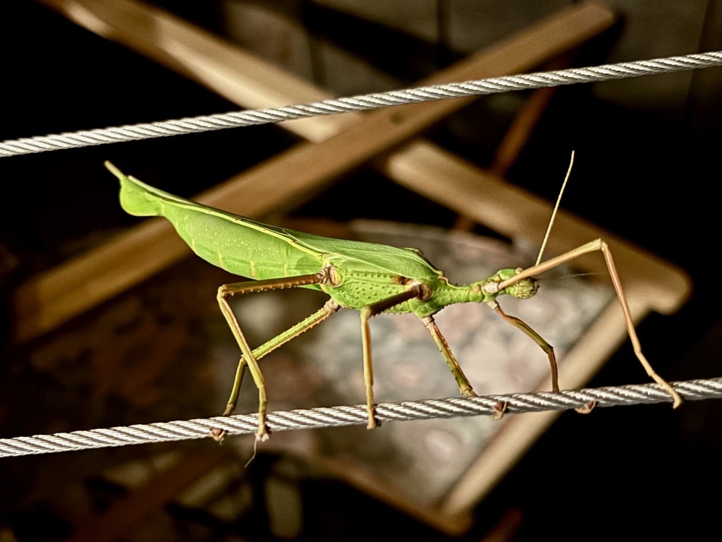 Red-winged Stick Insect from Jordan St, Seymour, VIC, AU on March 19 ...