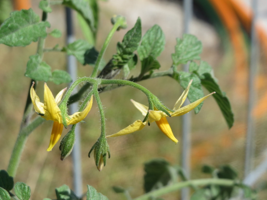 cherry tomato (Solanum lycopersicum cerasiforme) - Botanical Realm