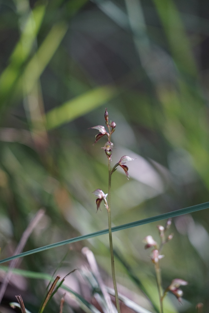 Pixie Caps in June 2019 by Michael Tervo · iNaturalist