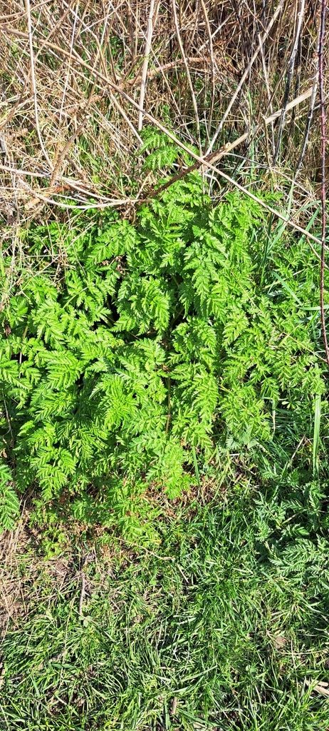 Cow Parsley from Bache, Chester, UK on March 19, 2025 at 01:16 PM by ...