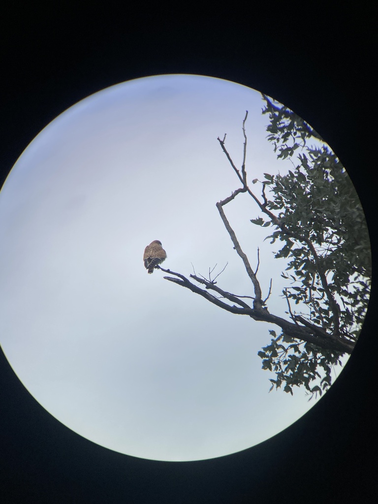 Nankeen Kestrel from Bonshaw QLD 4385, Australia on June 8, 2024 at 11: ...