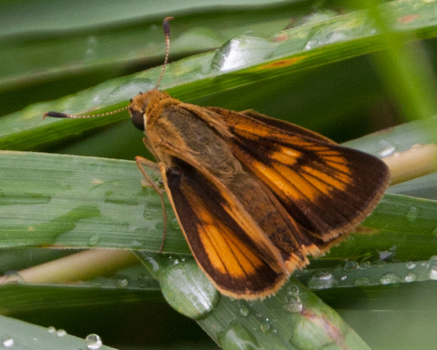 Delaware Skipper (Acadia National Park Butterfly Guide 🦋) · iNaturalist