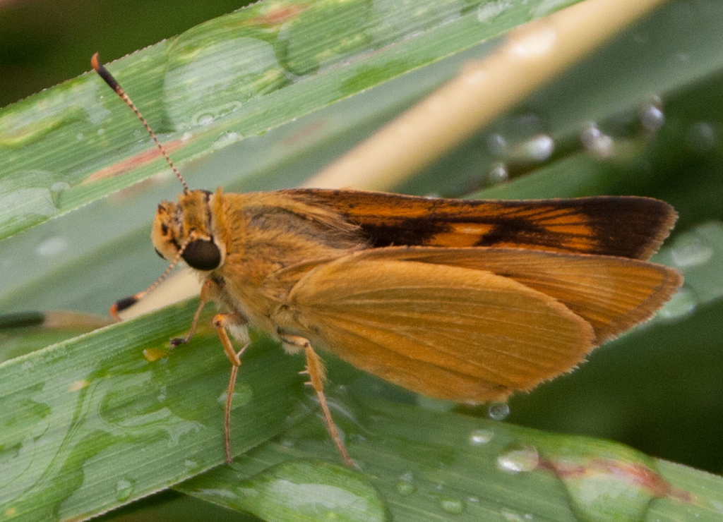 Delaware Skipper (Acadia National Park Butterfly Guide 🦋) · iNaturalist
