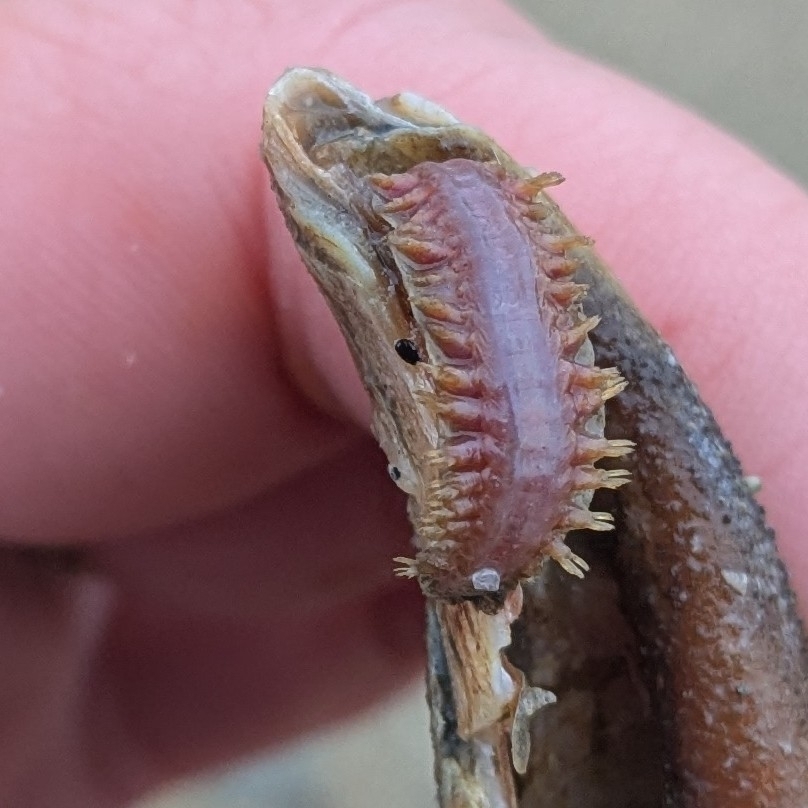 Scaleworms in March 2025 by jace_beleren · iNaturalist