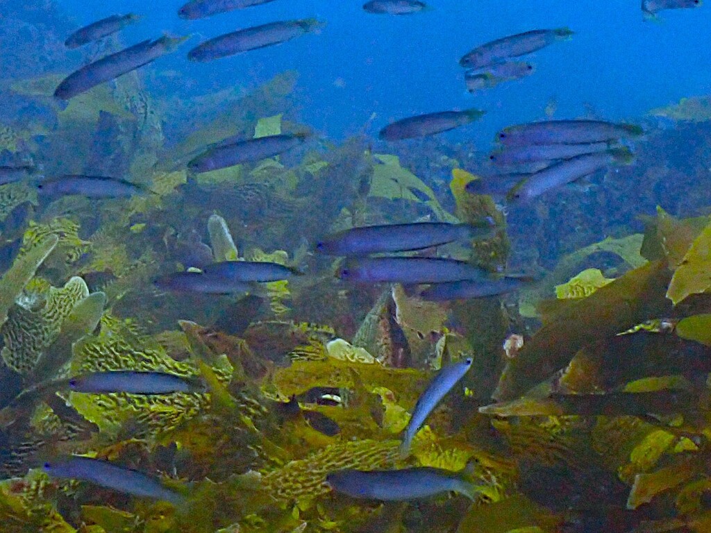 Yellowhead Hulafish from City of York wreck, Rottnest Island WA 6161 ...