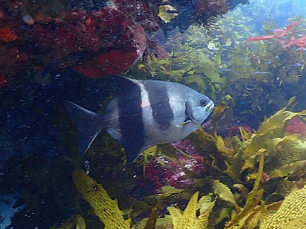Banded Sweep from City of York wreck, Rottnest Island WA 6161 ...