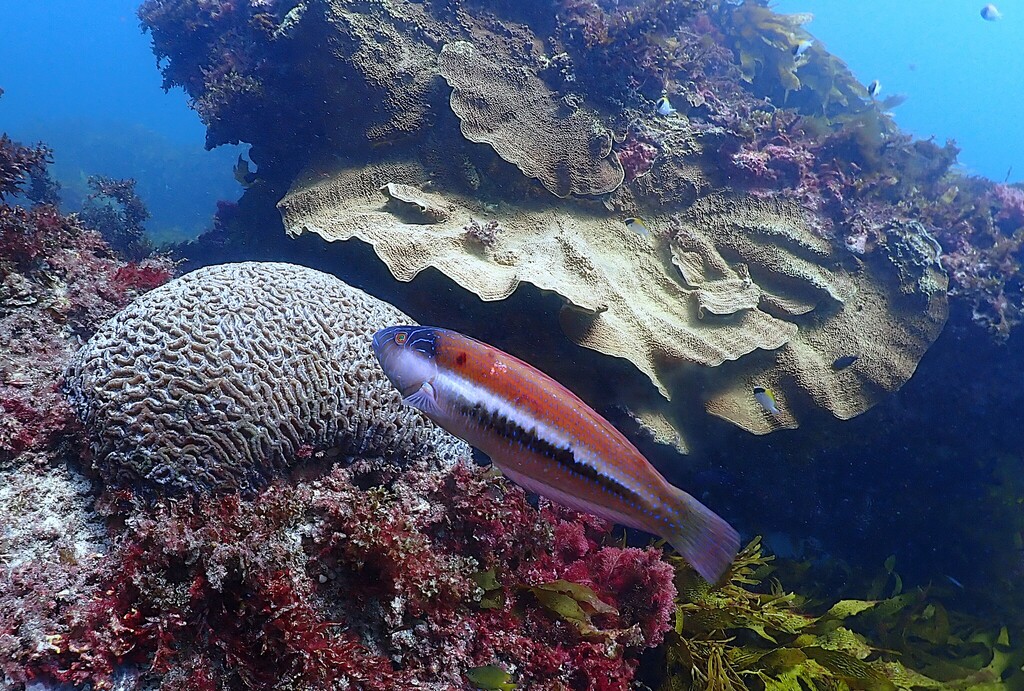 Southern Maori Wrasse from City of York wreck, Rottnest Island WA 6161 ...