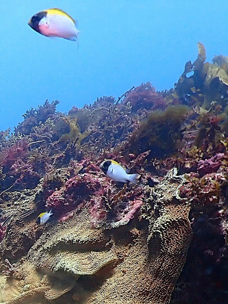 Blackhead Puller from City of York wreck, Rottnest Island WA 6161 ...