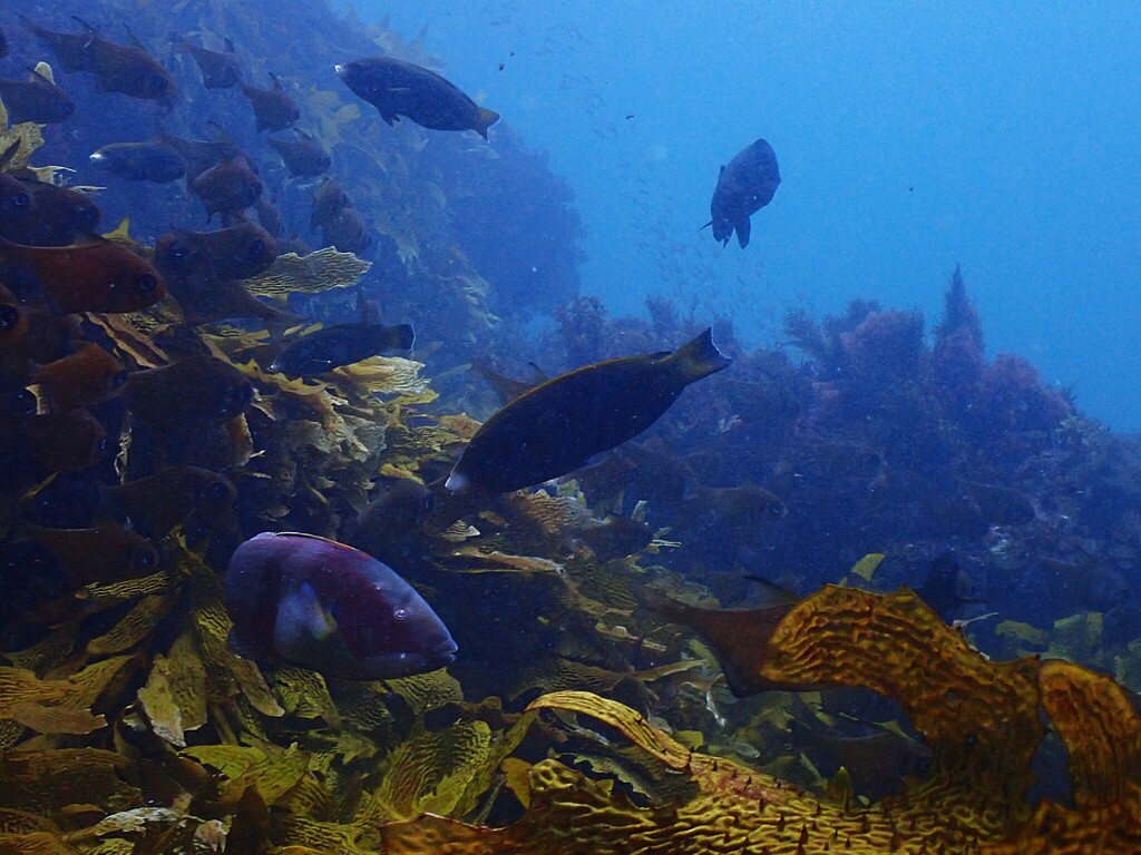 Scribbled Wrasse from City of York wreck, Rottnest Island WA 6161 ...