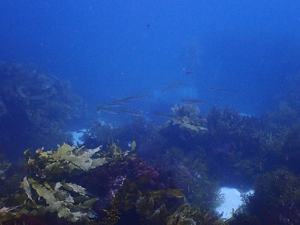 Longfin Pike from City of York wreck, Rottnest Island WA 6161 ...