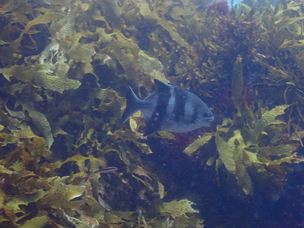 Banded Sweep from City of York wreck, Rottnest Island WA 6161 ...