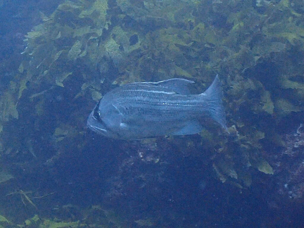 West Australian Dhufish from City of York wreck, Rottnest Island WA ...