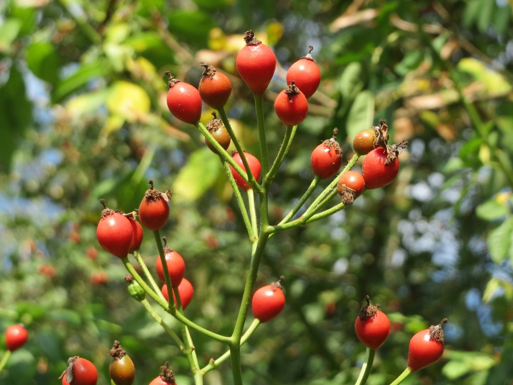 multiflora rose from Schwetzinger Hardt on August 31, 2016 at 04:29 PM ...