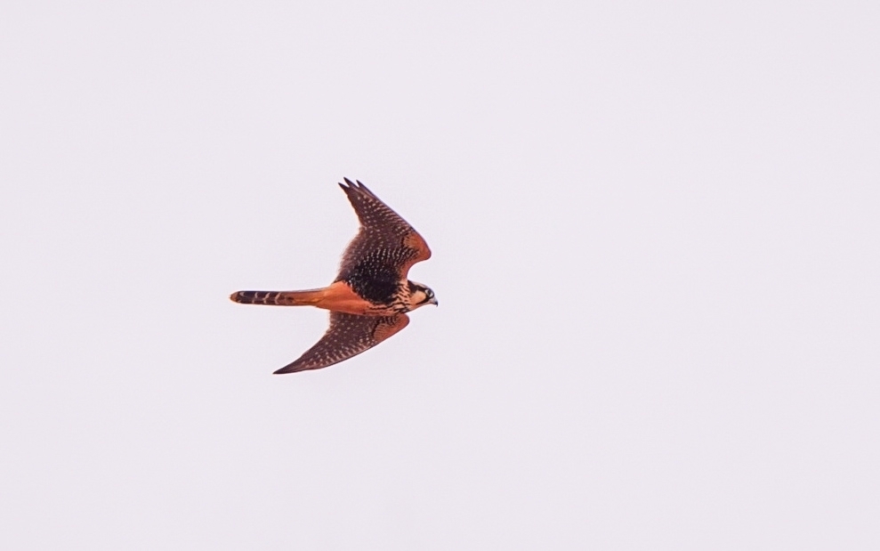 Aplomado Falcon from Litueche, O'Higgins, Chile on March 19, 2025 at 12 ...