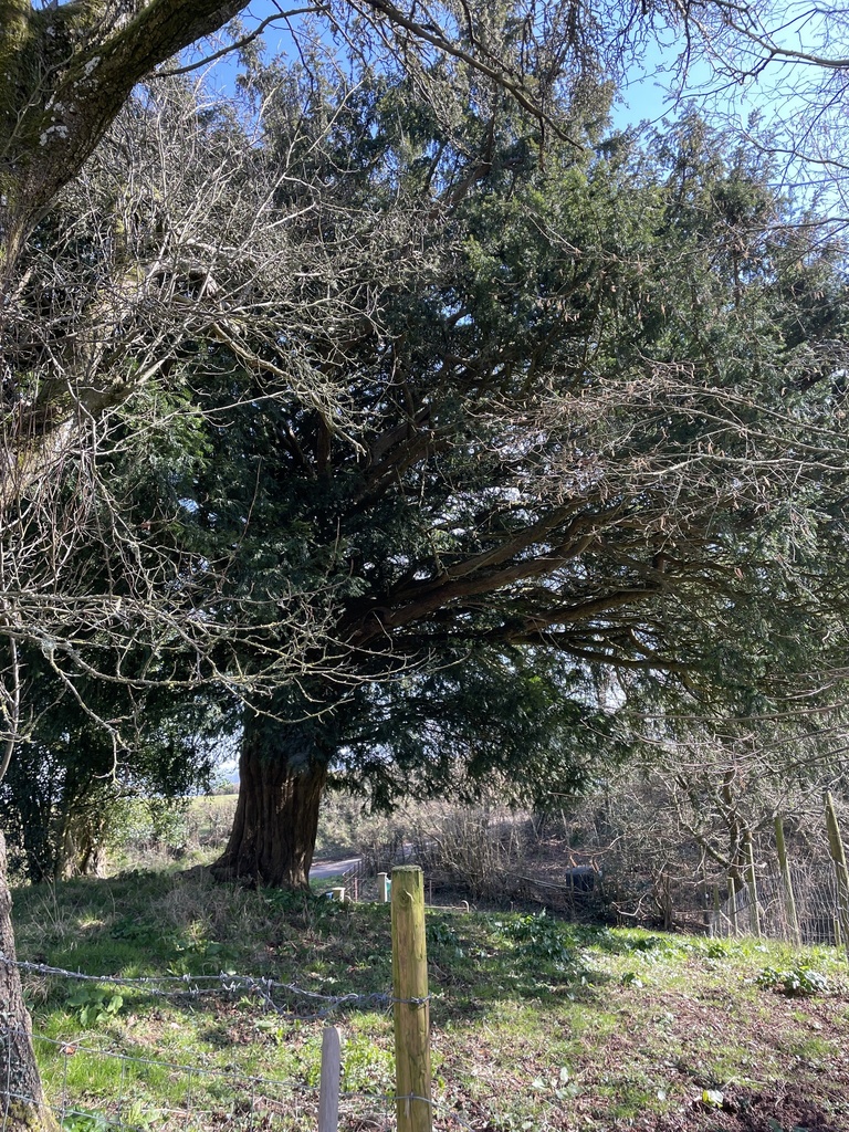 common yew from Mouse Castle Cottage, Hereford, England, GB on March 19 ...