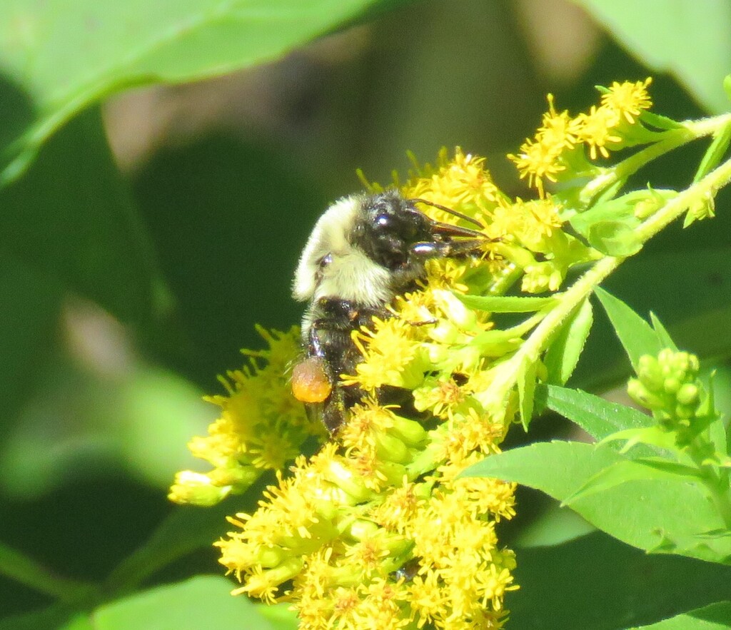 Common Eastern Bumble Bee from 431 E Rd, Milton, VT 05468, USA on ...