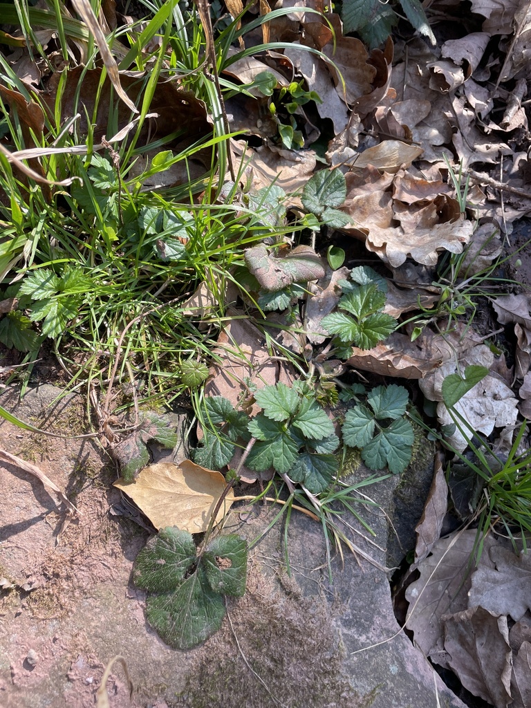 Wood Avens from Cusop, Hereford, England, GB on March 19, 2025 at 11:13 ...