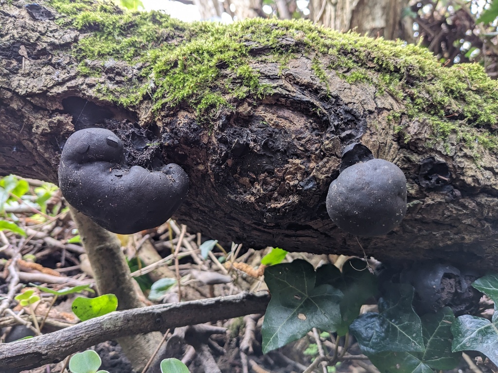 King Alfred's Cakes in March 2025 by stripesby · iNaturalist