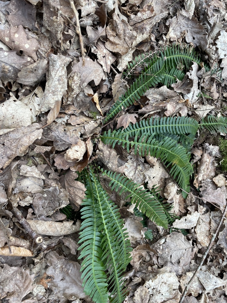 deer fern from Cusop, Hereford, England, GB on March 19, 2025 at 02:06 ...