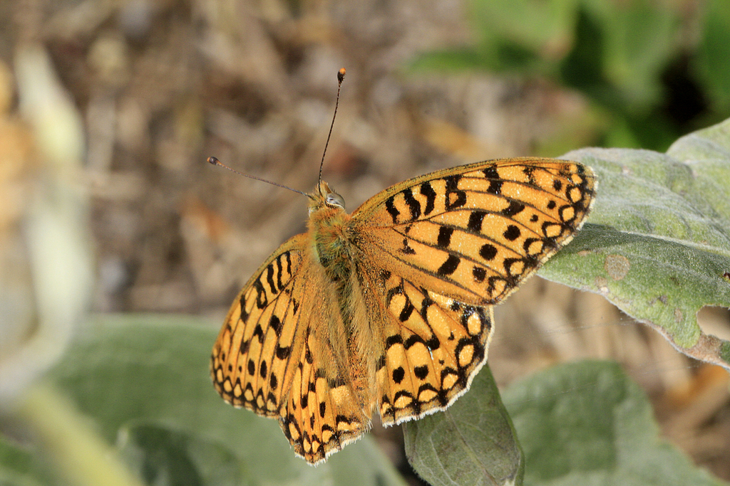 Great Basin Fritillary from Park County, WY, USA on July 01, 2012 at 12 ...