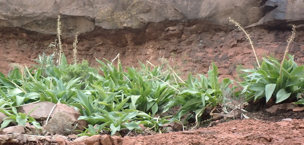 Blue Squill from Golden Gate Highlands National Park, South Africa on ...
