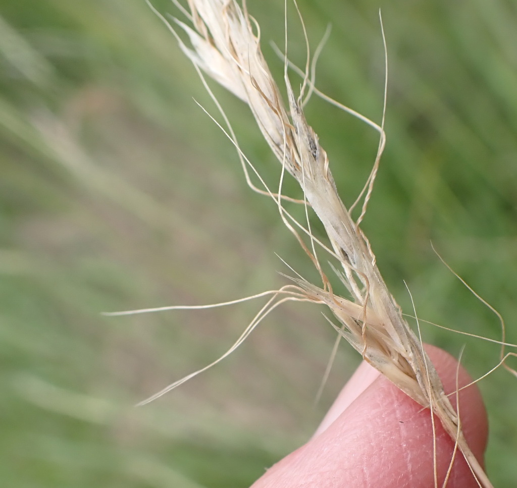 Ngongoni Three-awn from Golden Gate Highlands National Park, South ...