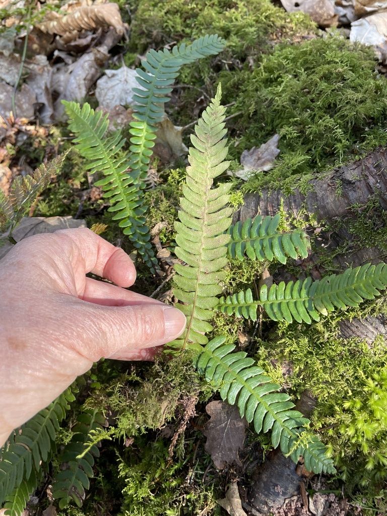 deer fern from Clifford, Hereford, England, GB on March 19, 2025 at 12: ...