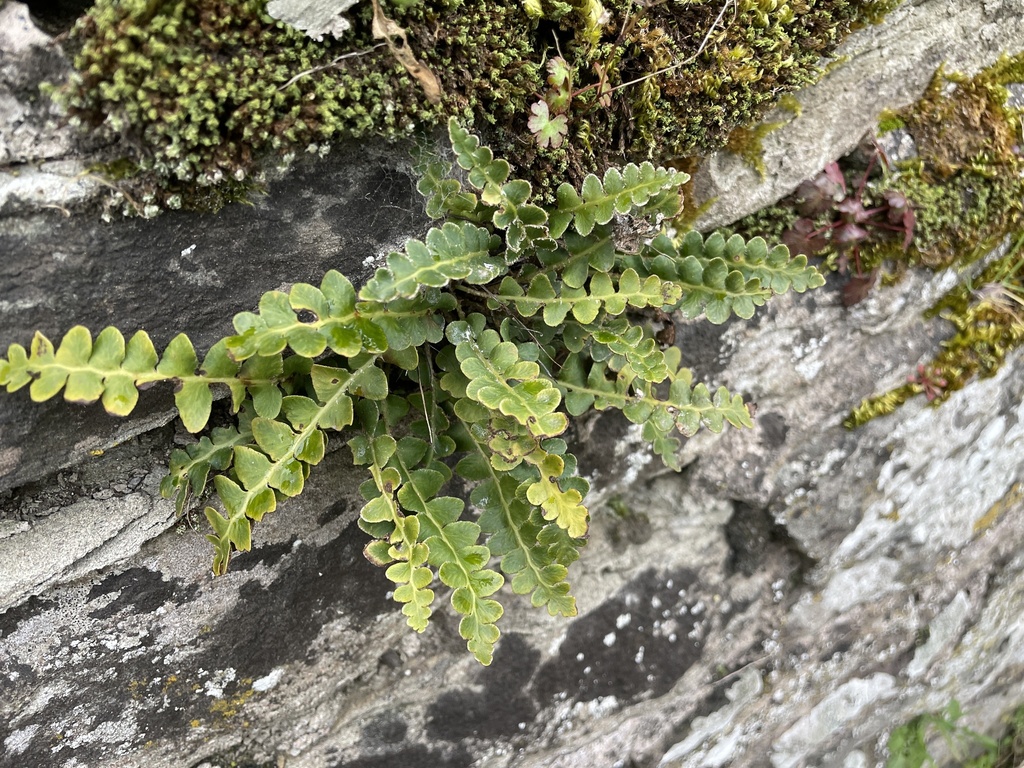 Rustyback from Cusop Dingle, Hereford, England, GB on March 19, 2025 at ...