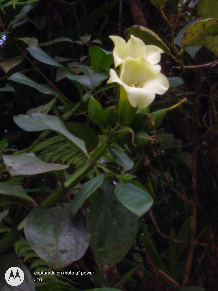 Symbolanthus vasculosus from Santiago de Cali, CO-VC, CO on August 10 ...