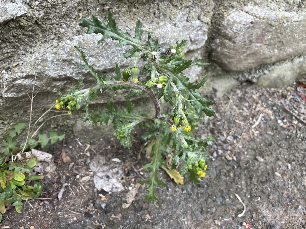 common groundsel from Cusop Dingle, Hereford, England, GB on March 19 ...