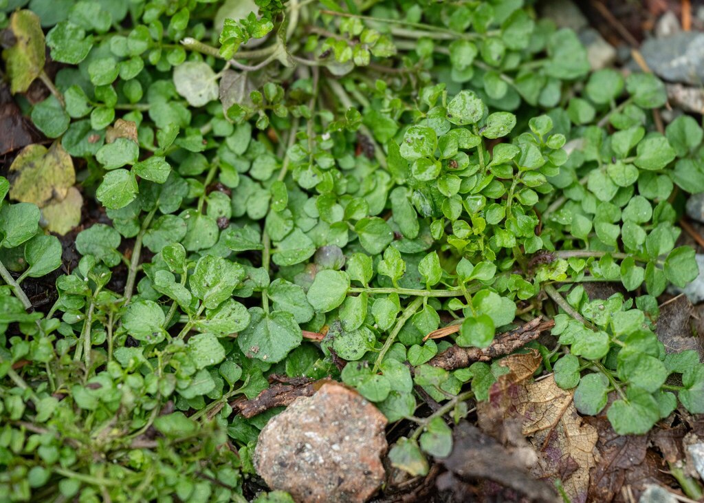 Bittercresses and Toothworts from Guildford, Surrey, BC, Canada on ...