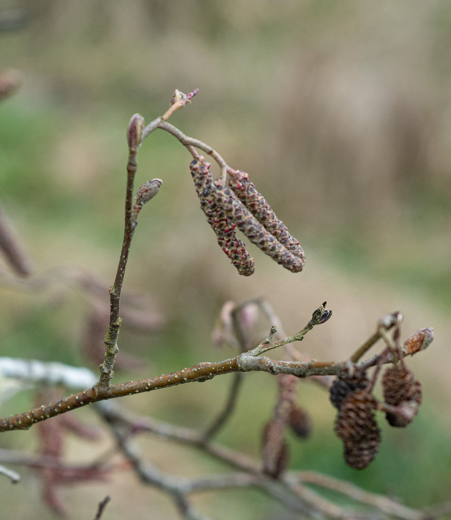 Red Alder from Guildford, Surrey, BC, Canada on March 18, 2025 at 10:31 ...