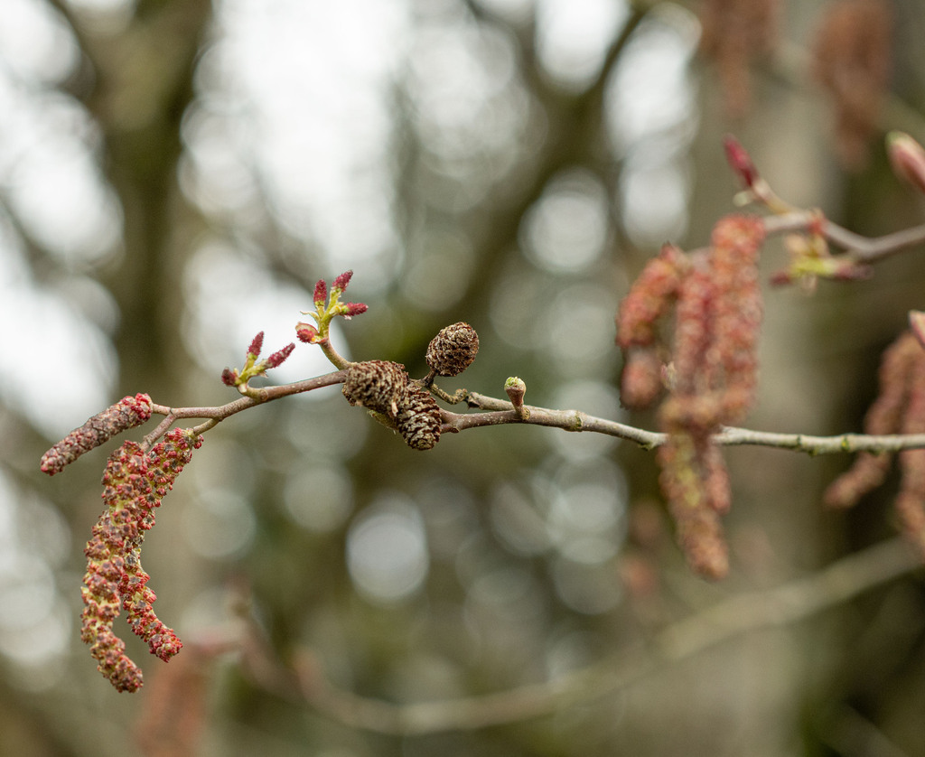 Red Alder from Guildford, Surrey, BC, Canada on March 18, 2025 at 10:34 ...