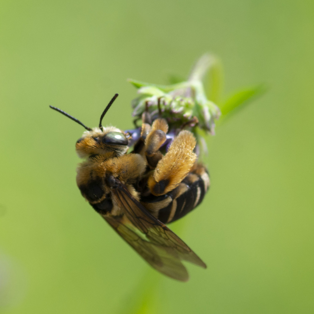 Svastra in August 2019 by Lillie · iNaturalist