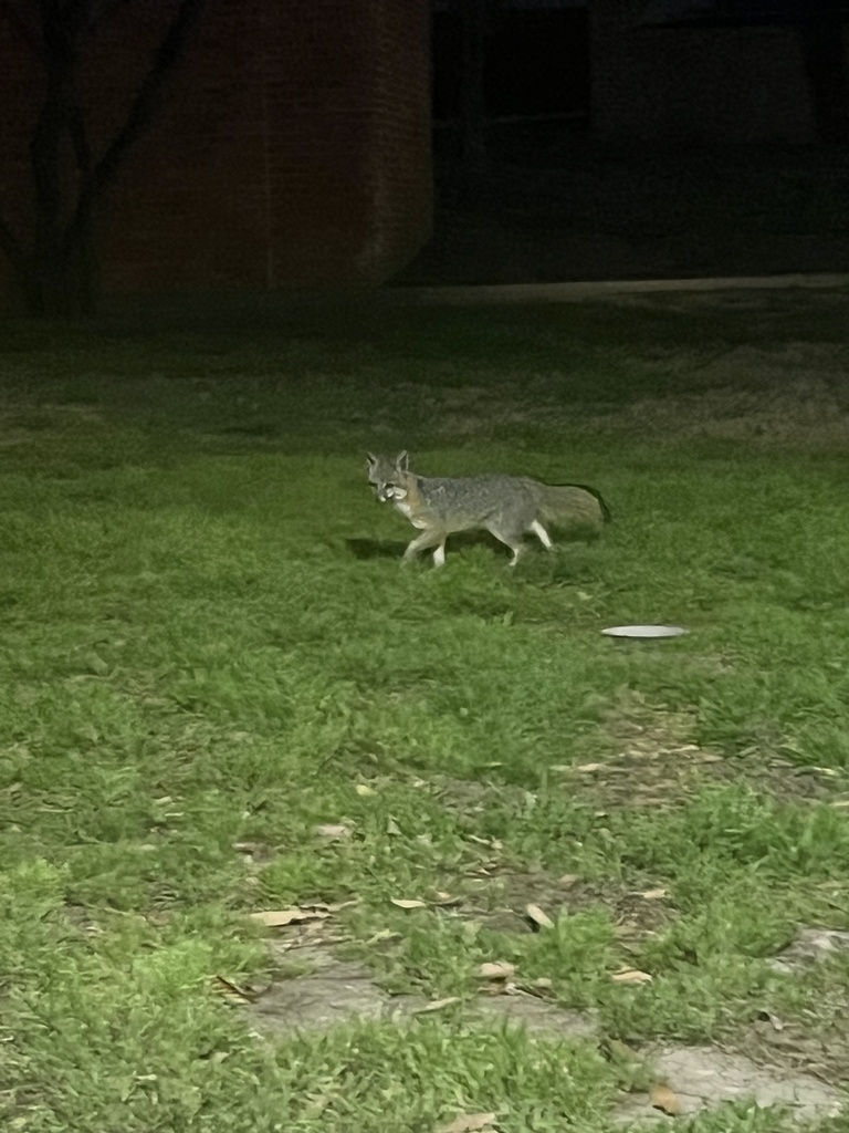 Gray Fox from Trinity University, San Antonio, TX, US on March 01, 2025 ...