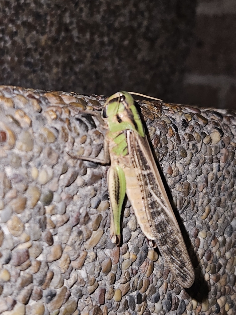 African migratory locust from Hawkesbury Rd before Macquarie Rd ...
