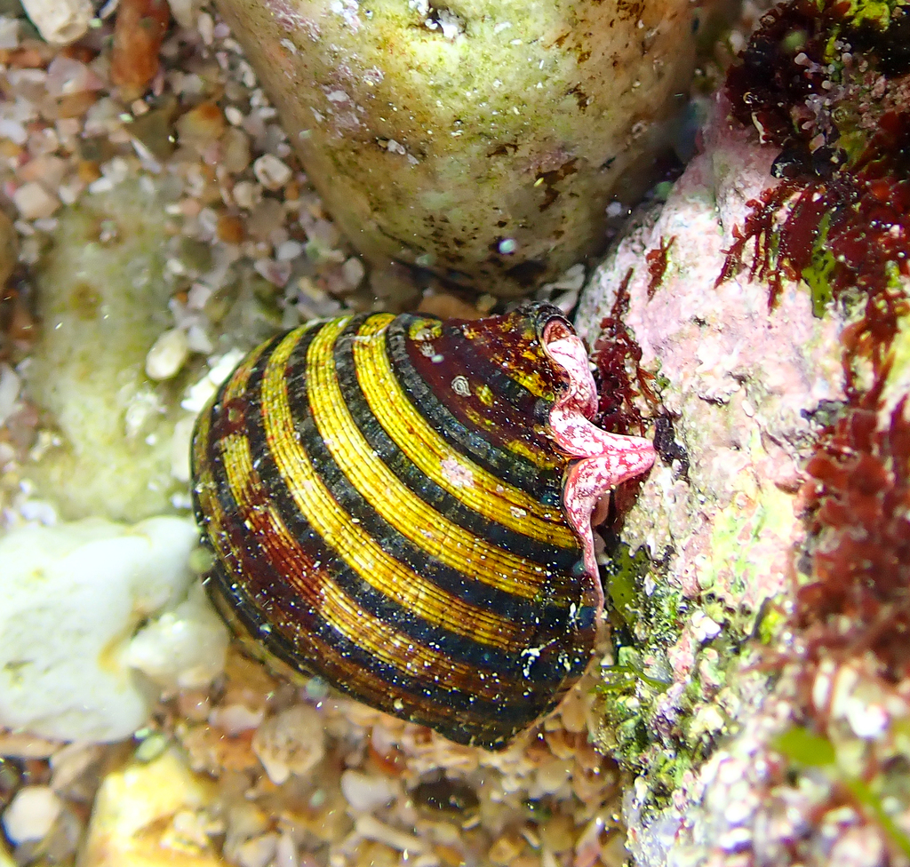 Thorn Latirus from Puerto Vallarta, Jalisco, Mexico on March 7, 2025 at ...