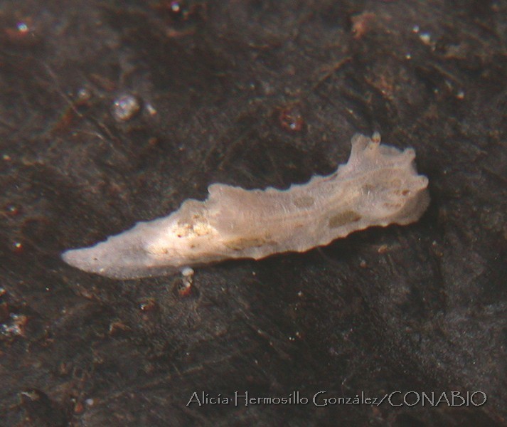 Aegires sublaevis (Nudibranchs of the Eastern United States) · iNaturalist