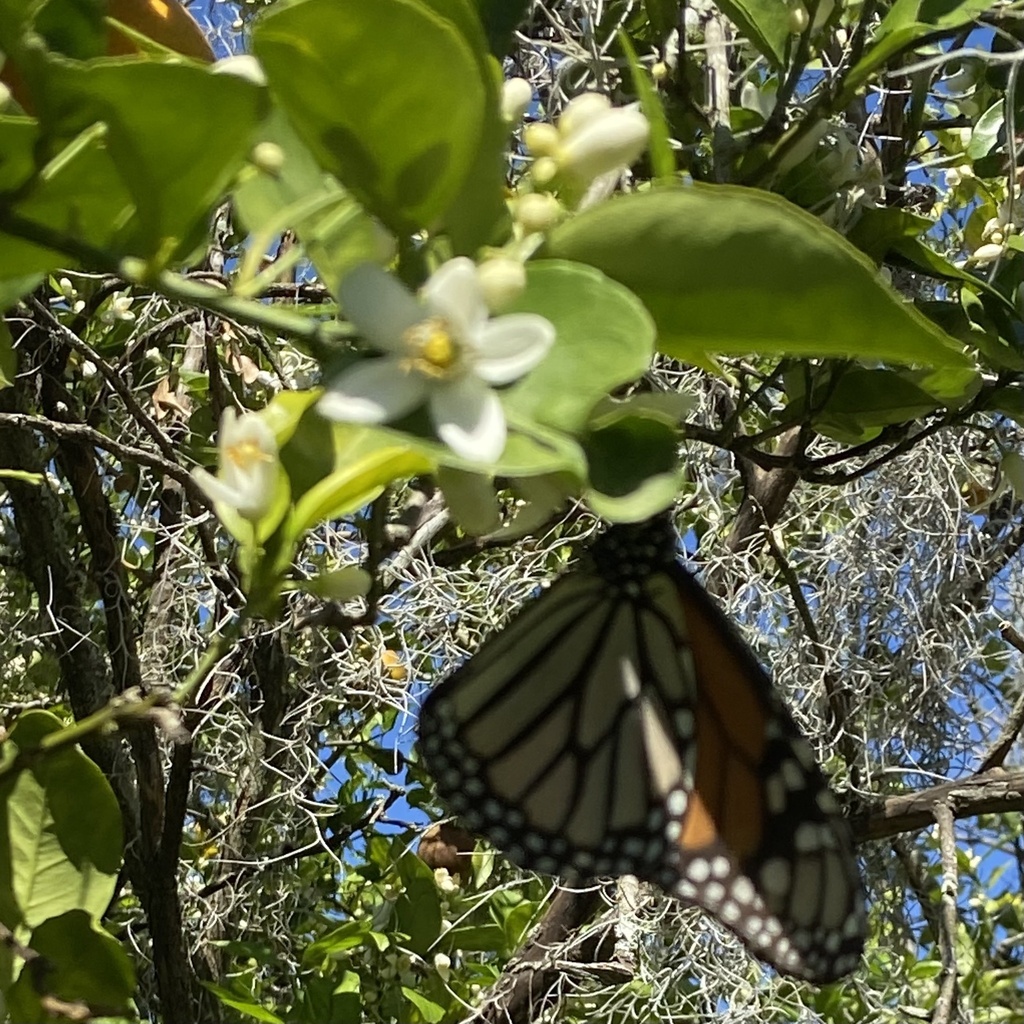 Monarch in March 2025 by roara · iNaturalist