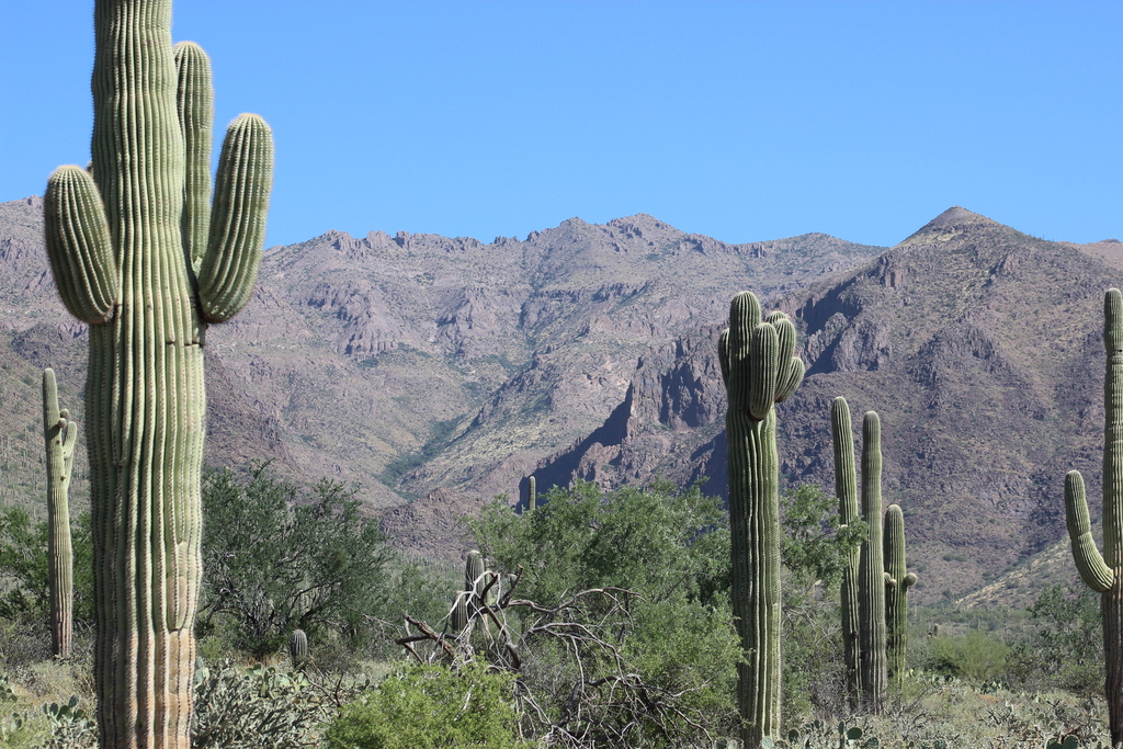 saguaro from Gold Canyon, AZ, USA on October 29, 2019 at 01:17 PM by ...