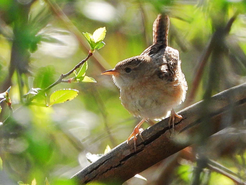 Sedge Wren from Eldridge / West Oaks, Houston, TX, USA on March 16 ...