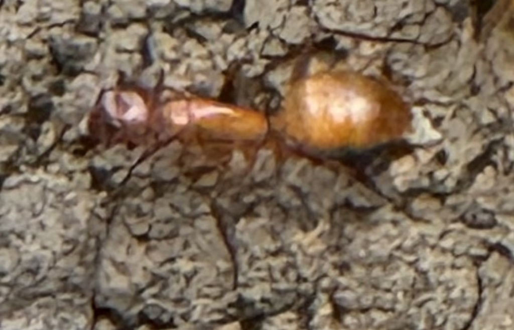 Chestnut Carpenter Ant from Daisy Ct, Danville, IL, US on March 19 ...