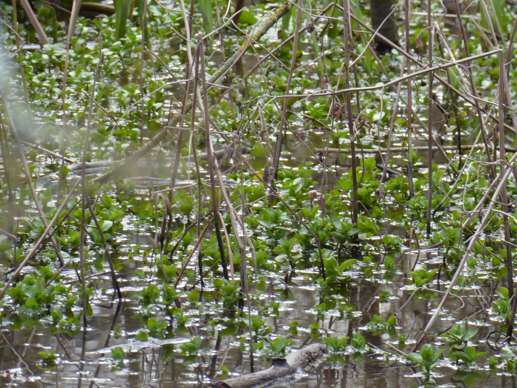 Brooklime from Sutton, UK on March 19, 2025 at 04:29 PM by jamie-aa ...