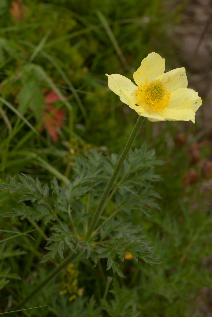 yellow alpine pasqueflower from Pas de Peyrol on June 23, 2011 at 10:38 ...