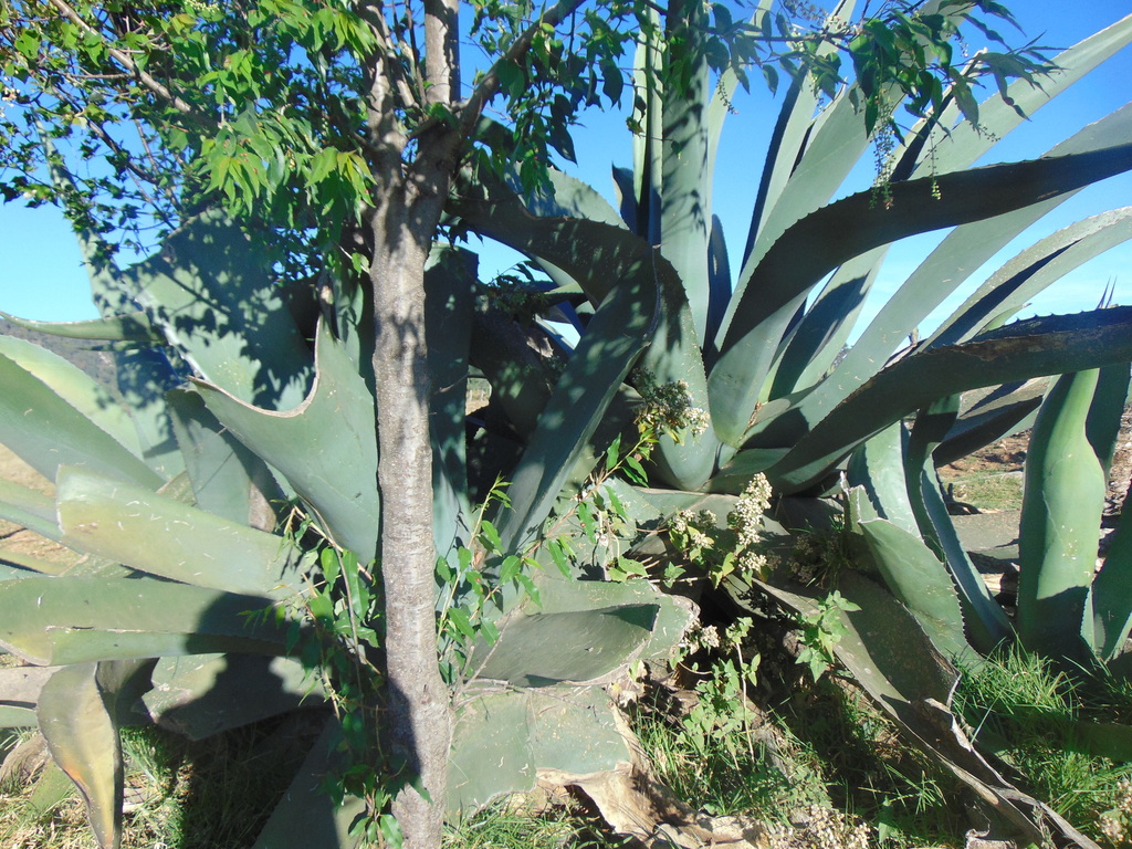 Pulque agave from Atotonilco on March 15, 2025 at 07:41 AM by manuel ...
