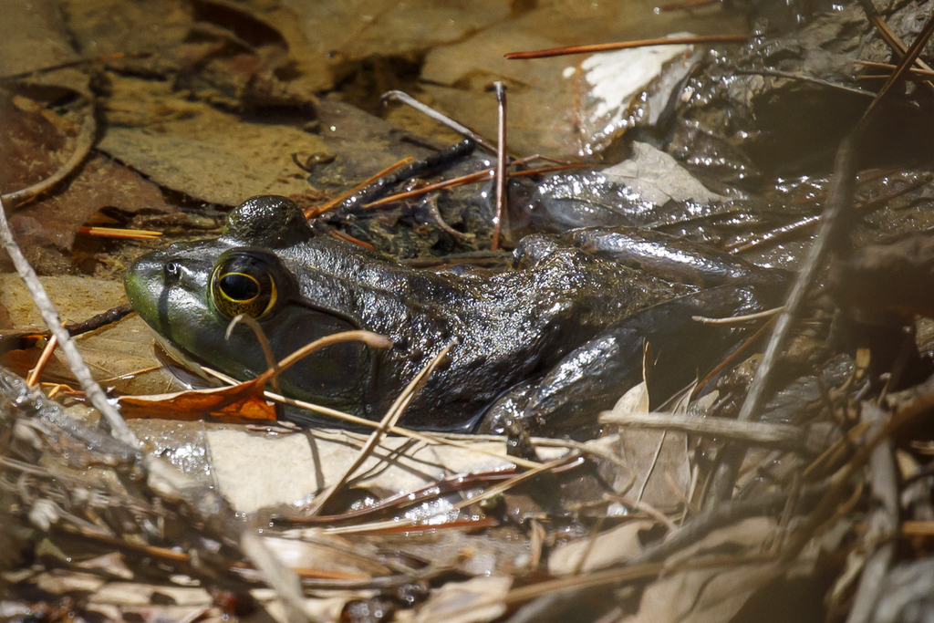 American Bullfrog from Forsyth County, GA, USA on March 19, 2025 at 01: ...