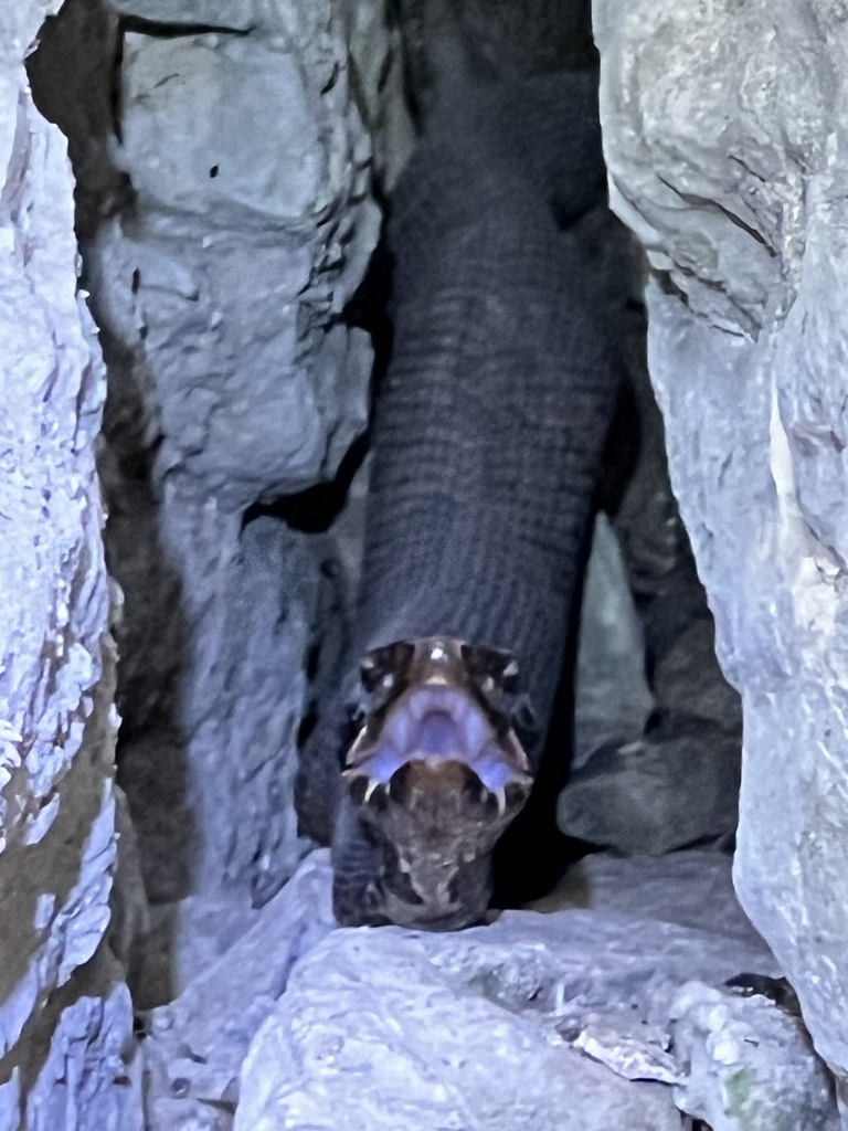 Northern Cottonmouth from Shawnee National Forest, Wolf Lake, IL, US on ...