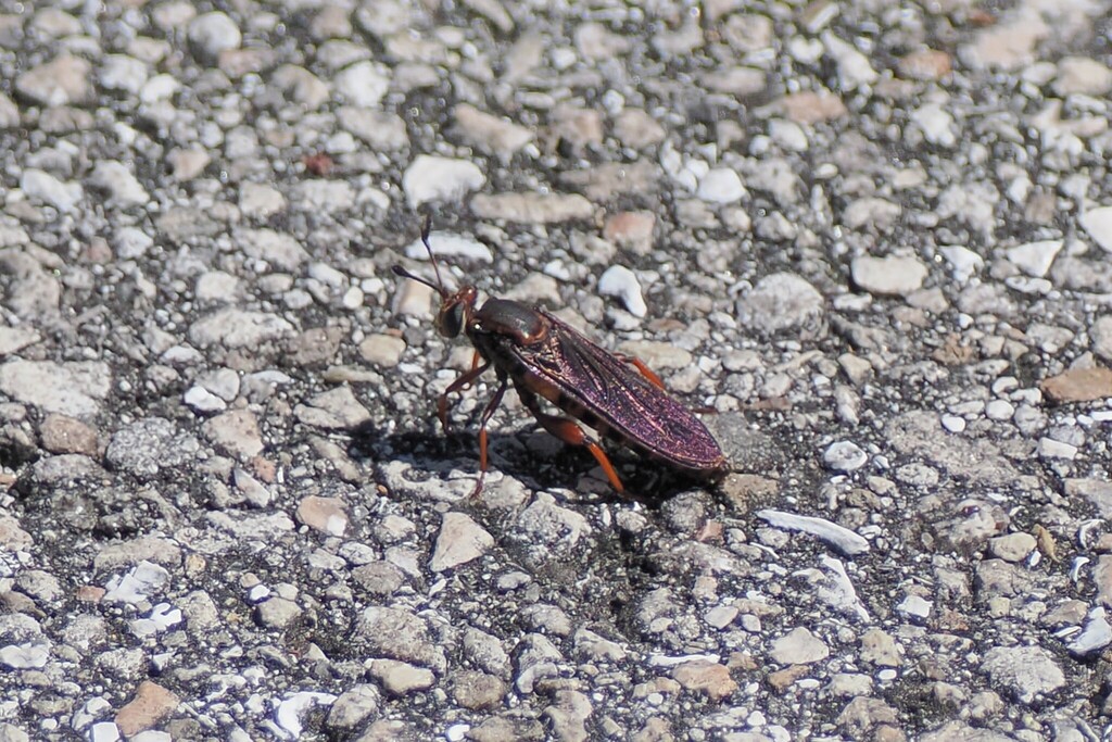 Phyllomydas parvulus from John Prince Memorial Park, Lake Worth, FL ...