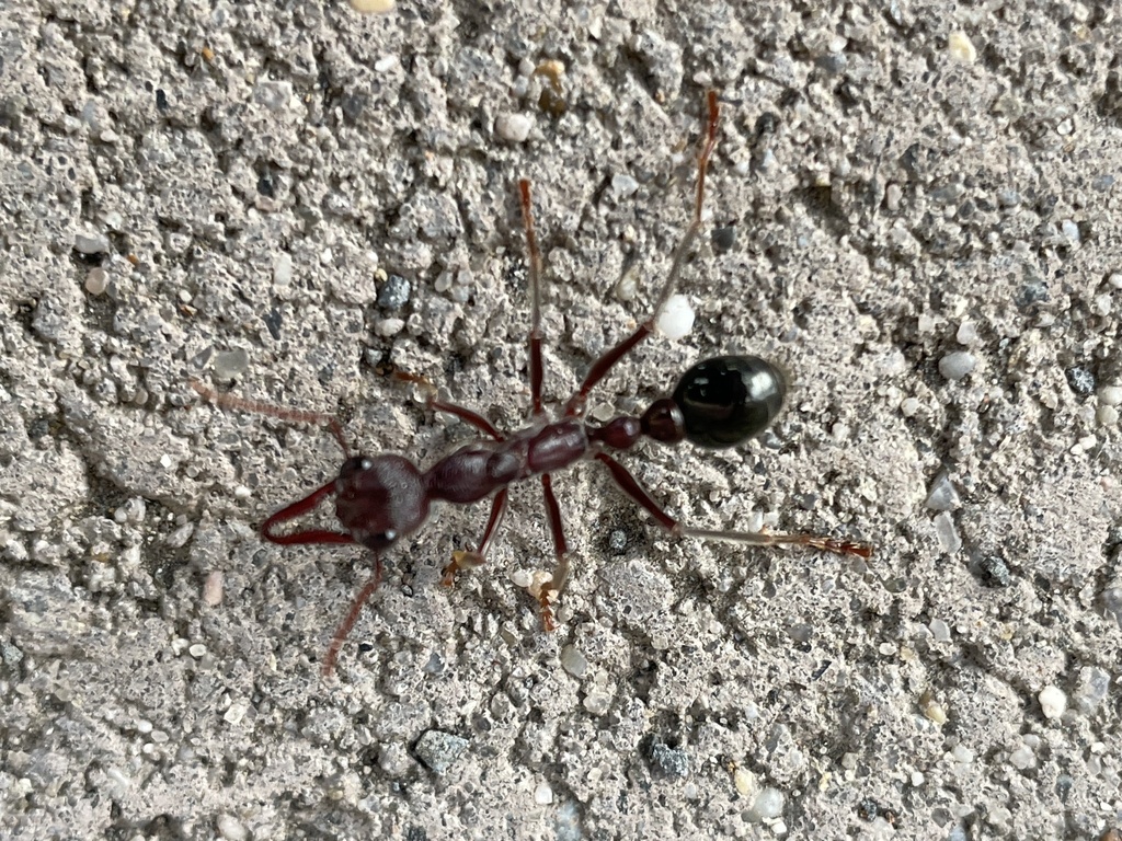 Inchman Ant from Tasmania, Mount Nelson, TAS, AU on March 20, 2025 at ...